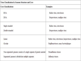 Classification of viruses.pptx