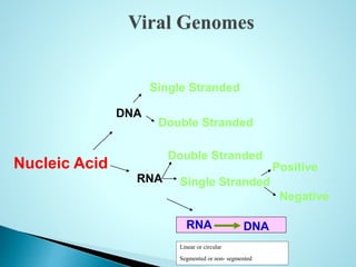 Classification of viruses.pptx