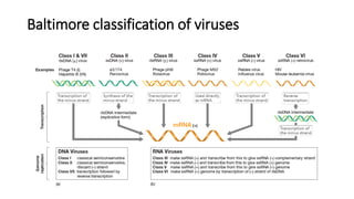 Classification of viruses.pptx