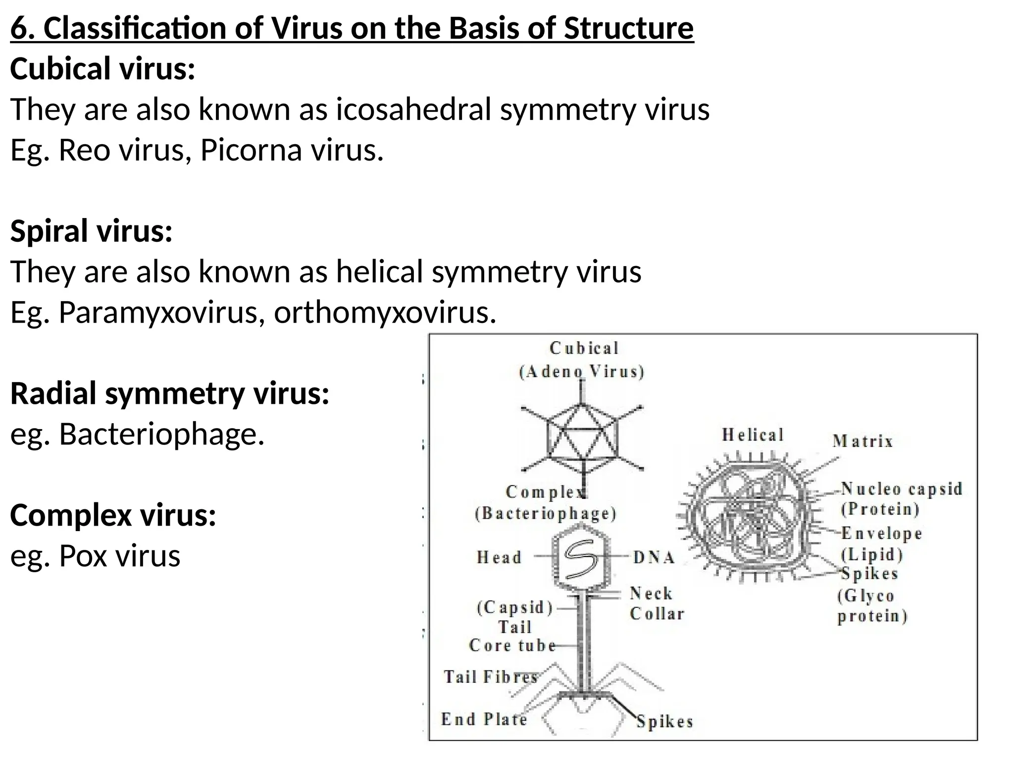 microbiology,classification ofviruses.pptx
