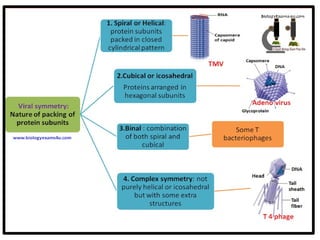 microbiology,classification ofviruses.pptx