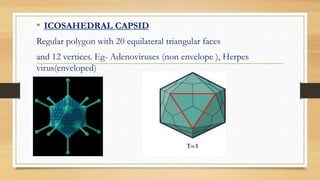 classification of virus .pptx