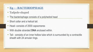 classification of virus .pptx