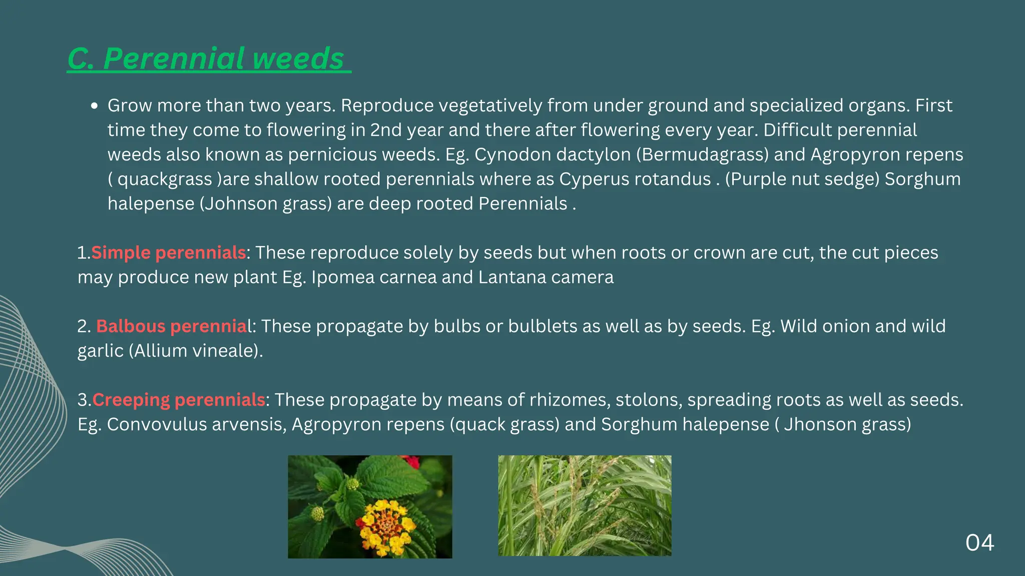 CLASSIFICATION OF WEED | PDF