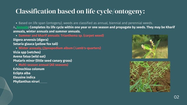 CLASSIFICATION OF WEED | PPT