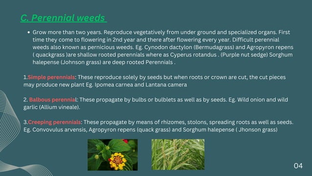 CLASSIFICATION OF WEED | PDF