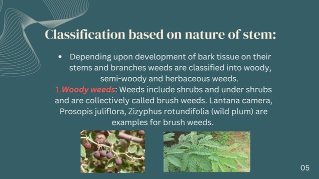 CLASSIFICATION OF WEED | PDF