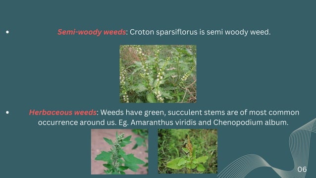 CLASSIFICATION OF WEED | PDF