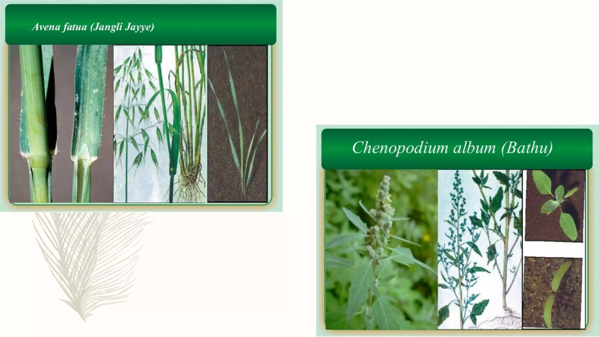 Classification of weeds | PPTX