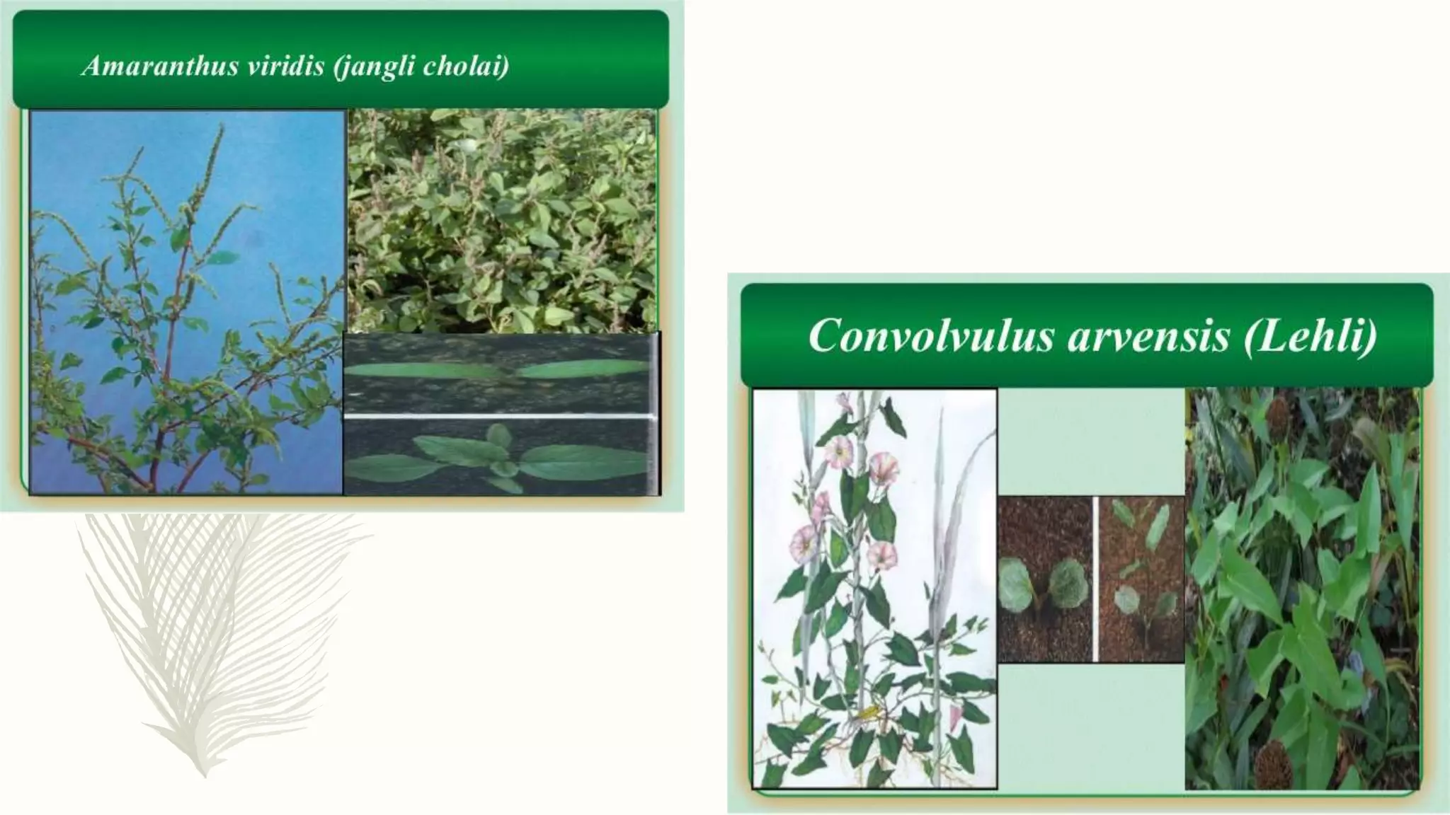 Classification of weeds | PPTX | Gardening | Home & Garden