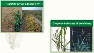 Classification of weeds | PPTX