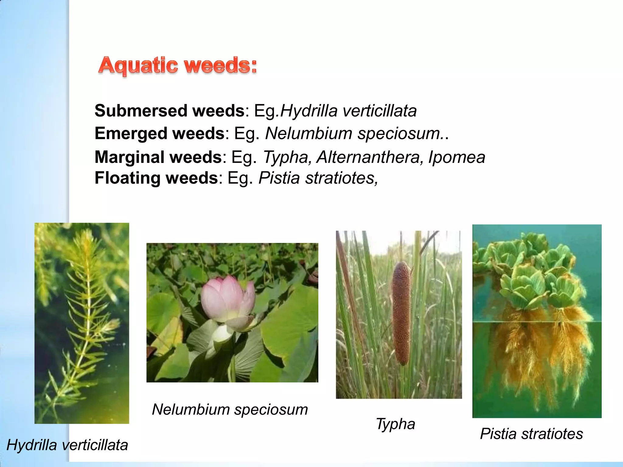 Classification of weeds and characteristics of different agro systems | PDF