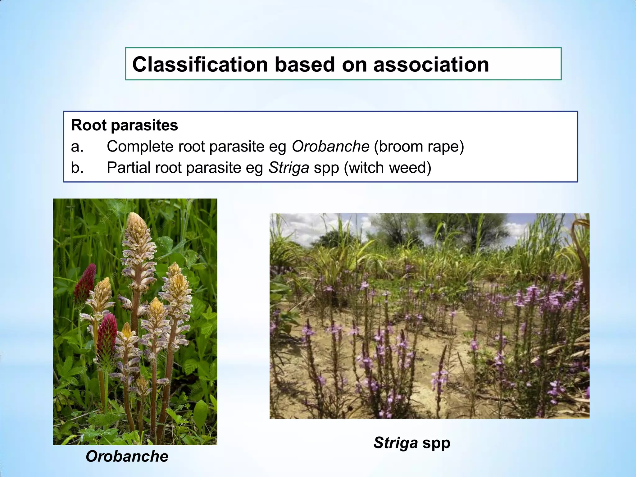 Classification of weeds and characteristics of different agro systems | PDF