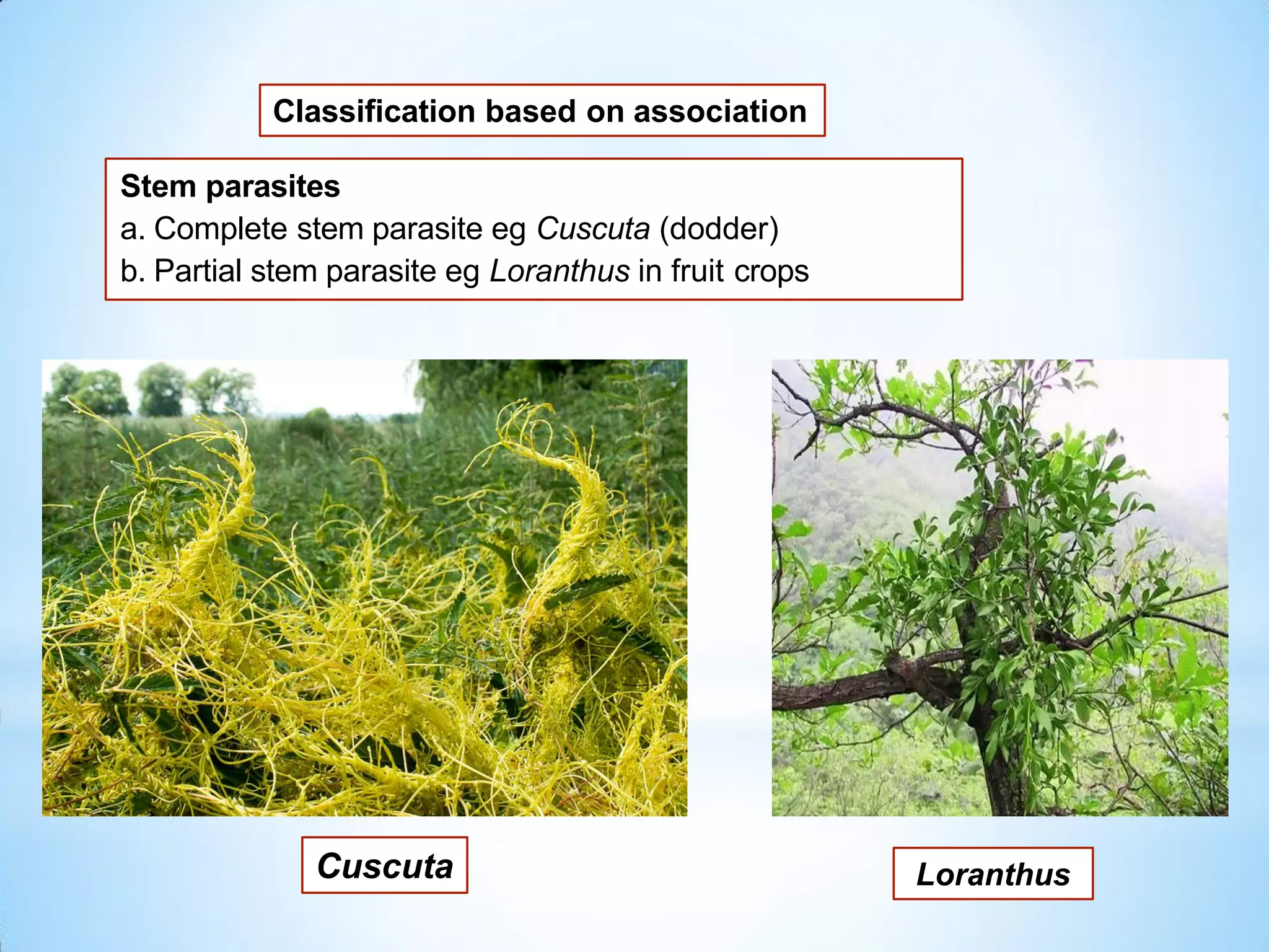 Classification of weeds and characteristics of different agro systems | PDF