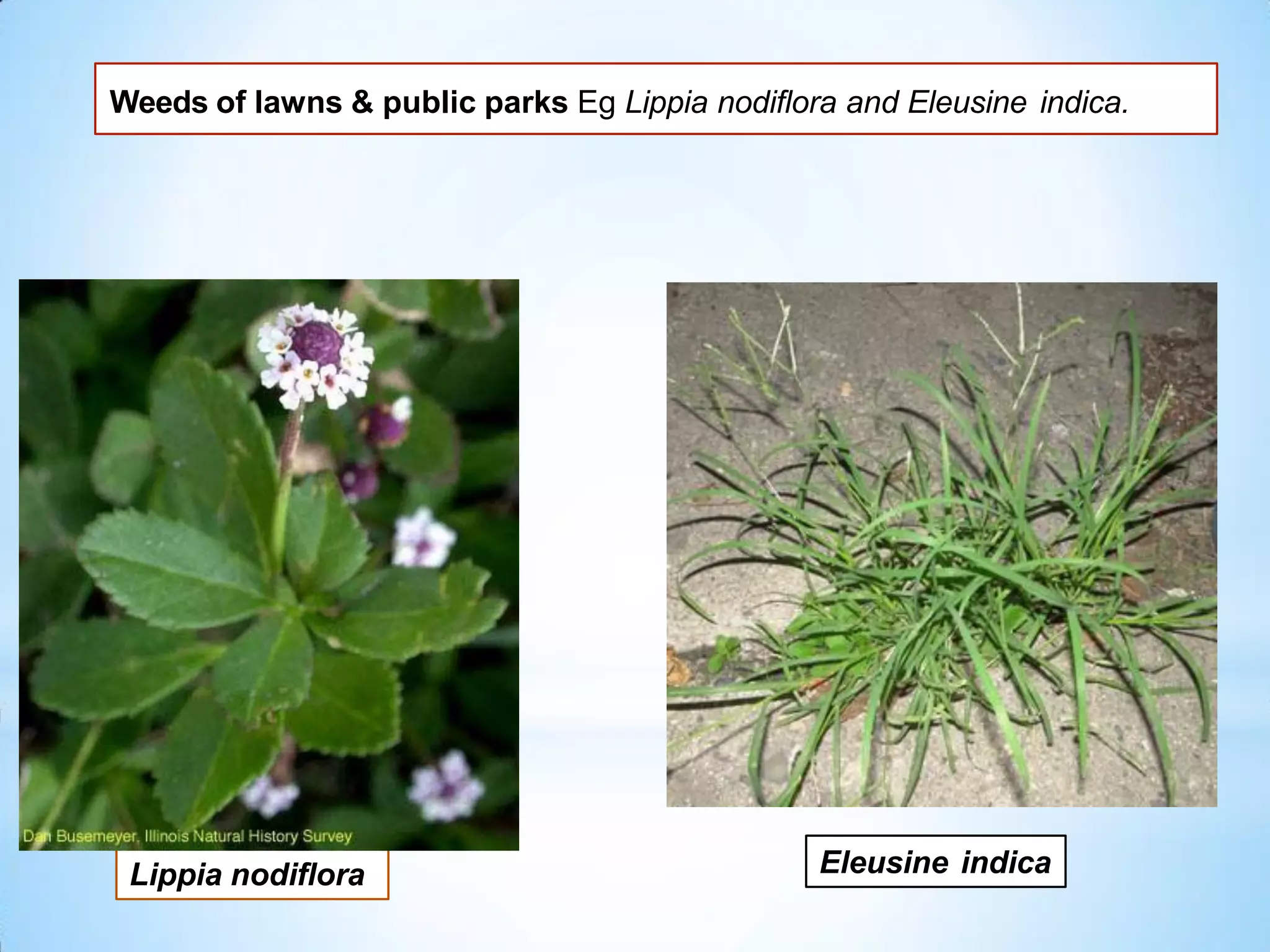 Classification of weeds and characteristics of different agro systems | PDF