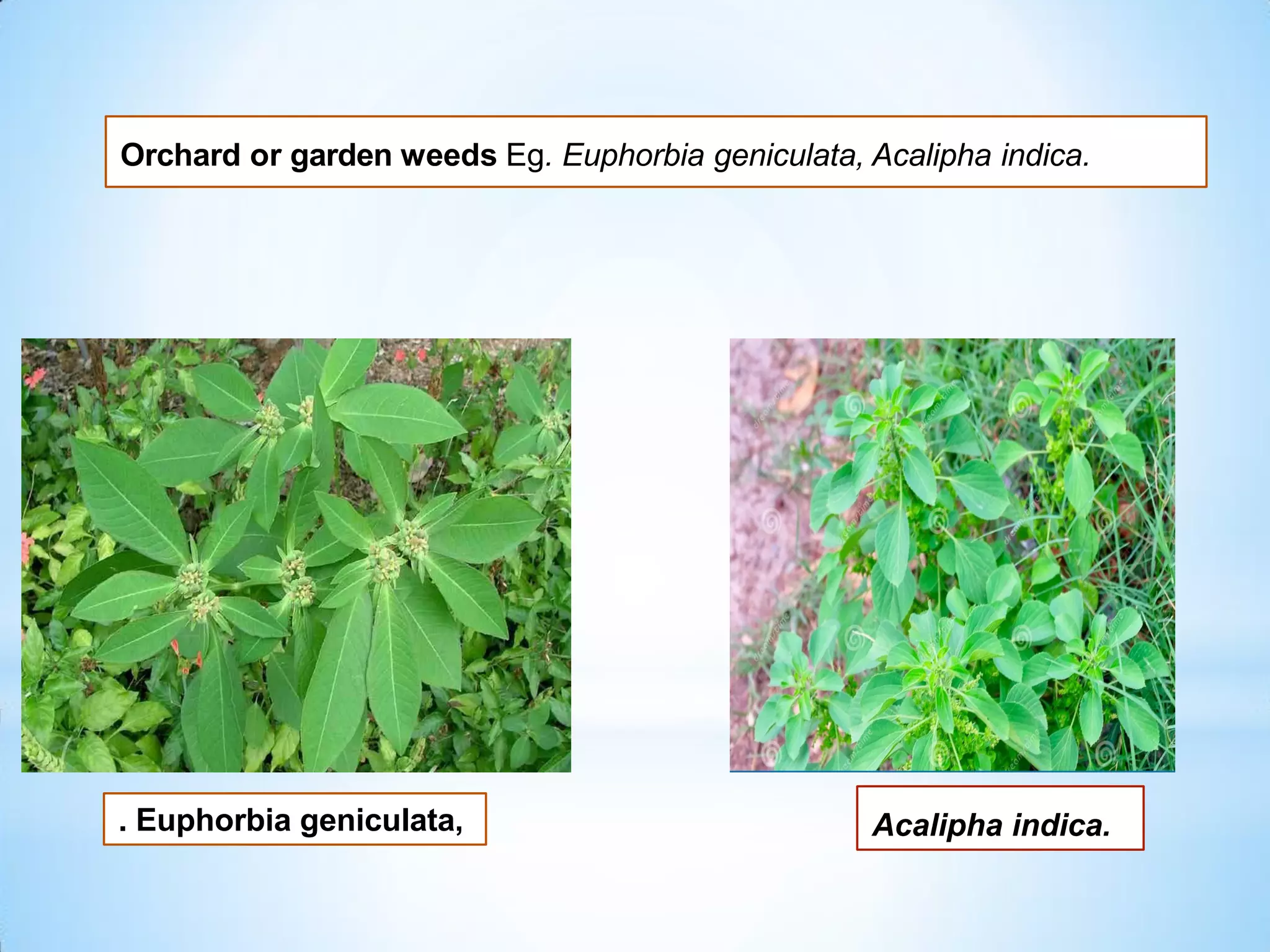 Classification of weeds and characteristics of different agro systems | PDF