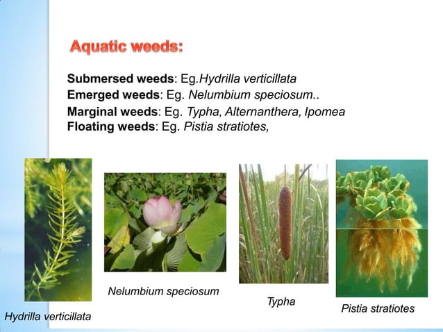 Classification of weeds and characteristics of different agro systems | PDF