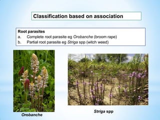Classification of weeds and characteristics of different agro systems | PDF