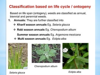 Classification of weeds and characteristics of different agro systems | PDF