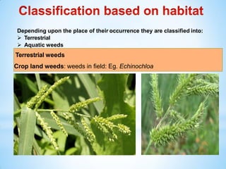Classification of weeds and characteristics of different agro systems | PDF