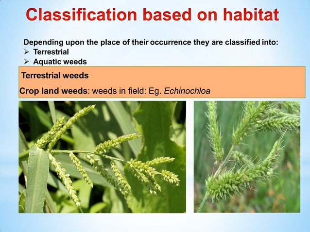 Classification of weeds and characteristics of different agro systems | PDF