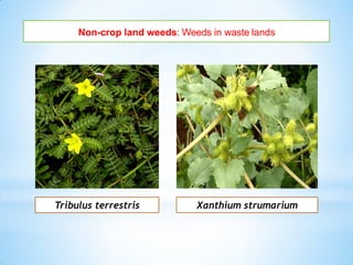 Classification of weeds and characteristics of different agro systems | PDF