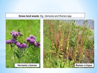 Classification of weeds and characteristics of different agro systems | PDF