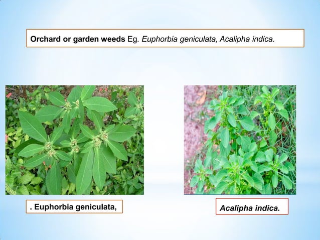 Classification of weeds and characteristics of different agro systems | PDF