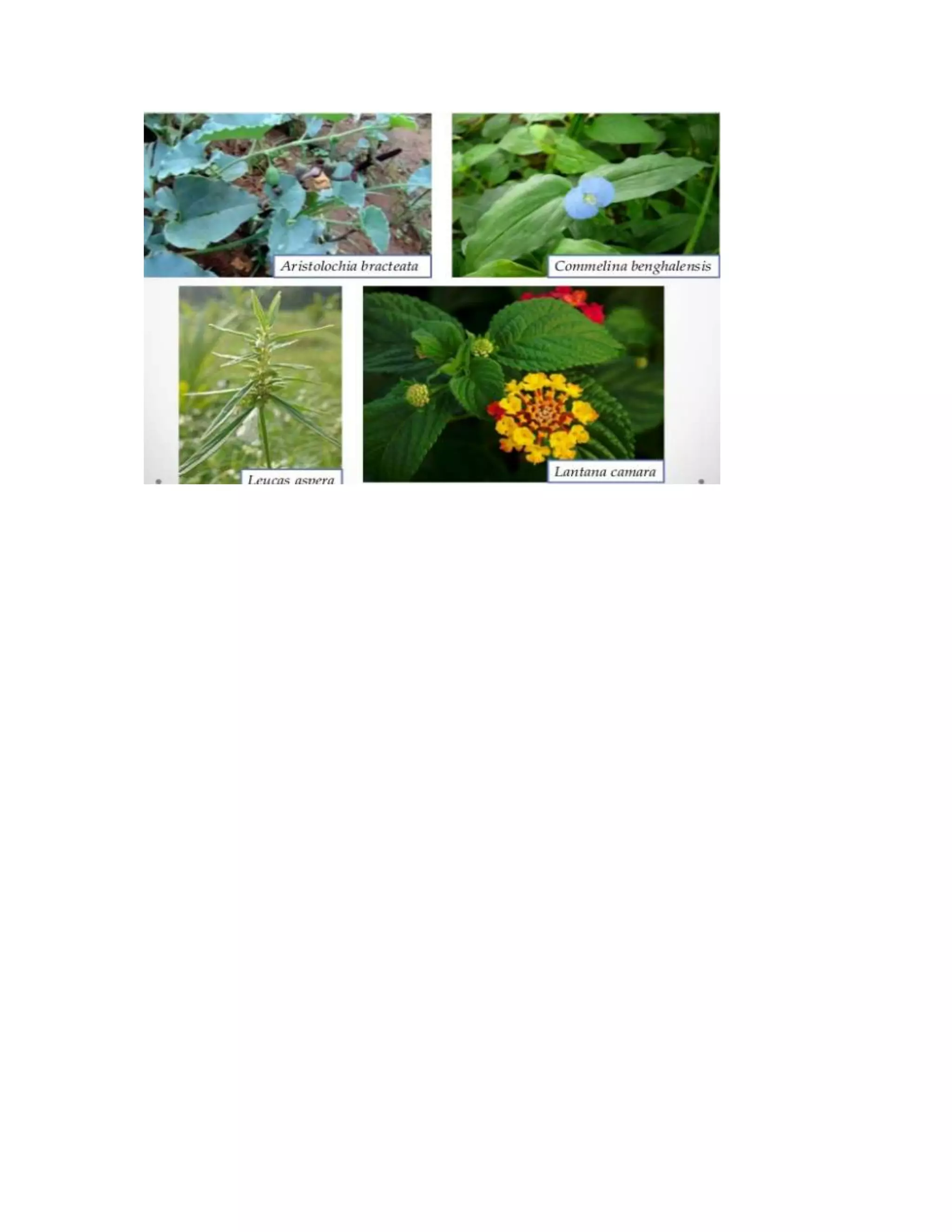 Classification of weeds | DOCX