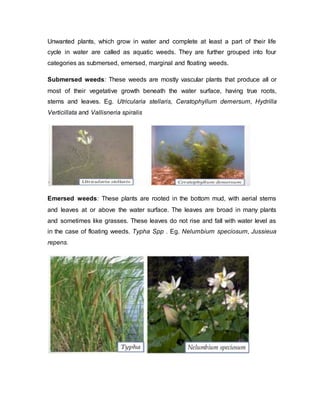 Classification of weeds | DOCX