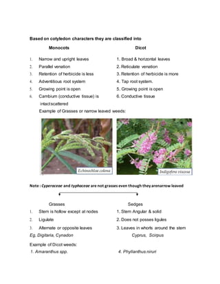 Classification of weeds | DOCX