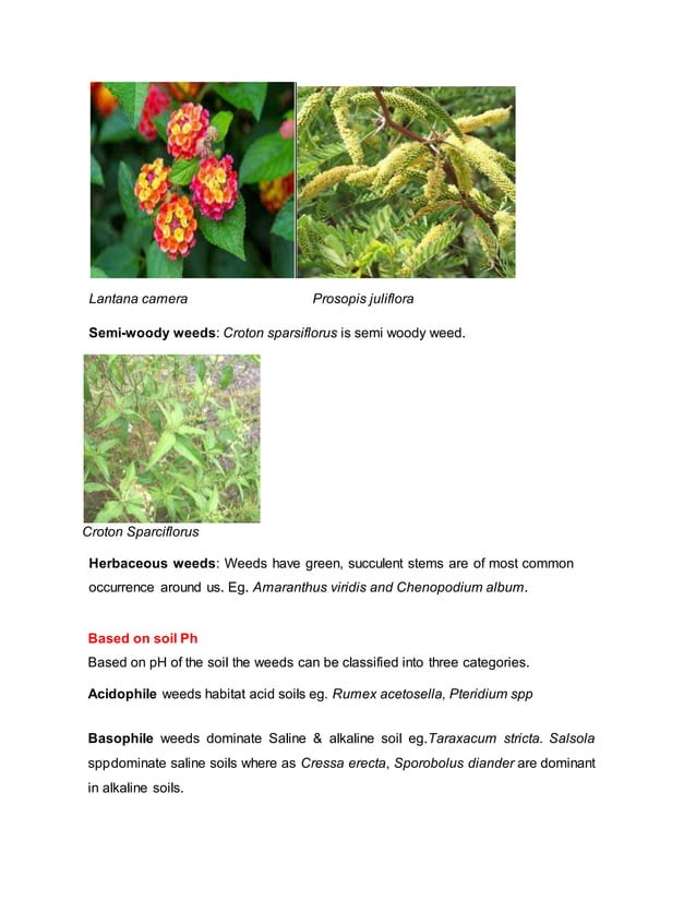 Classification of weeds | PDF