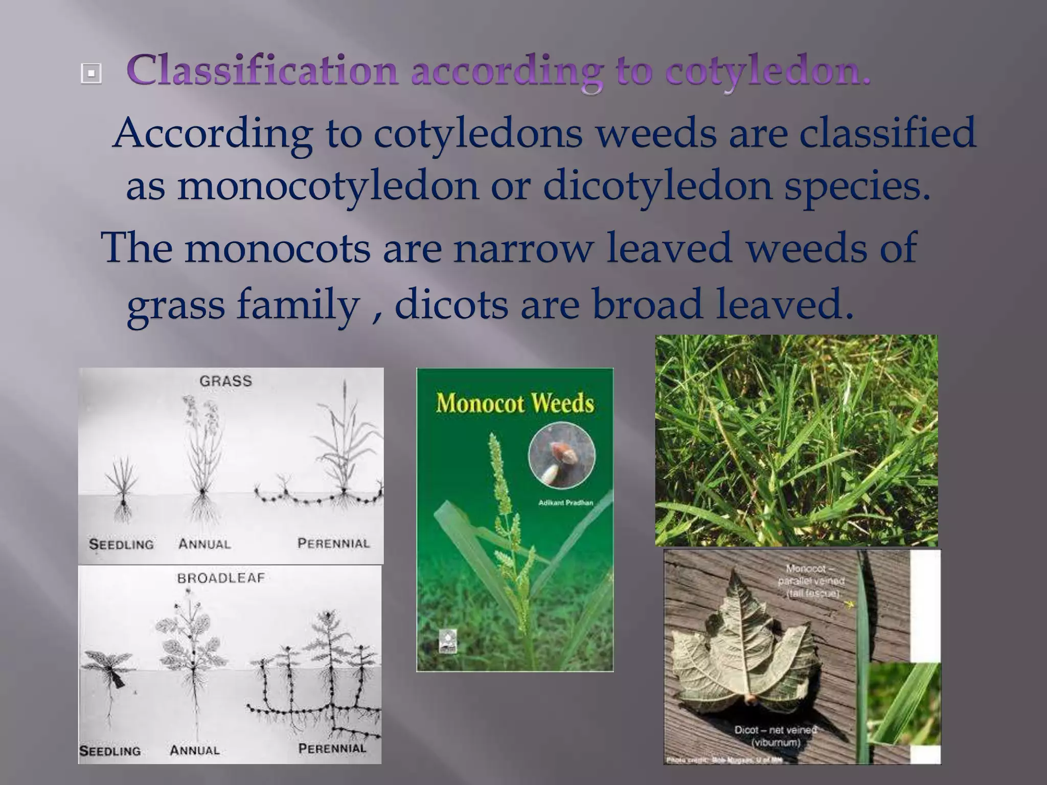 Classification of weeds. | PPTX