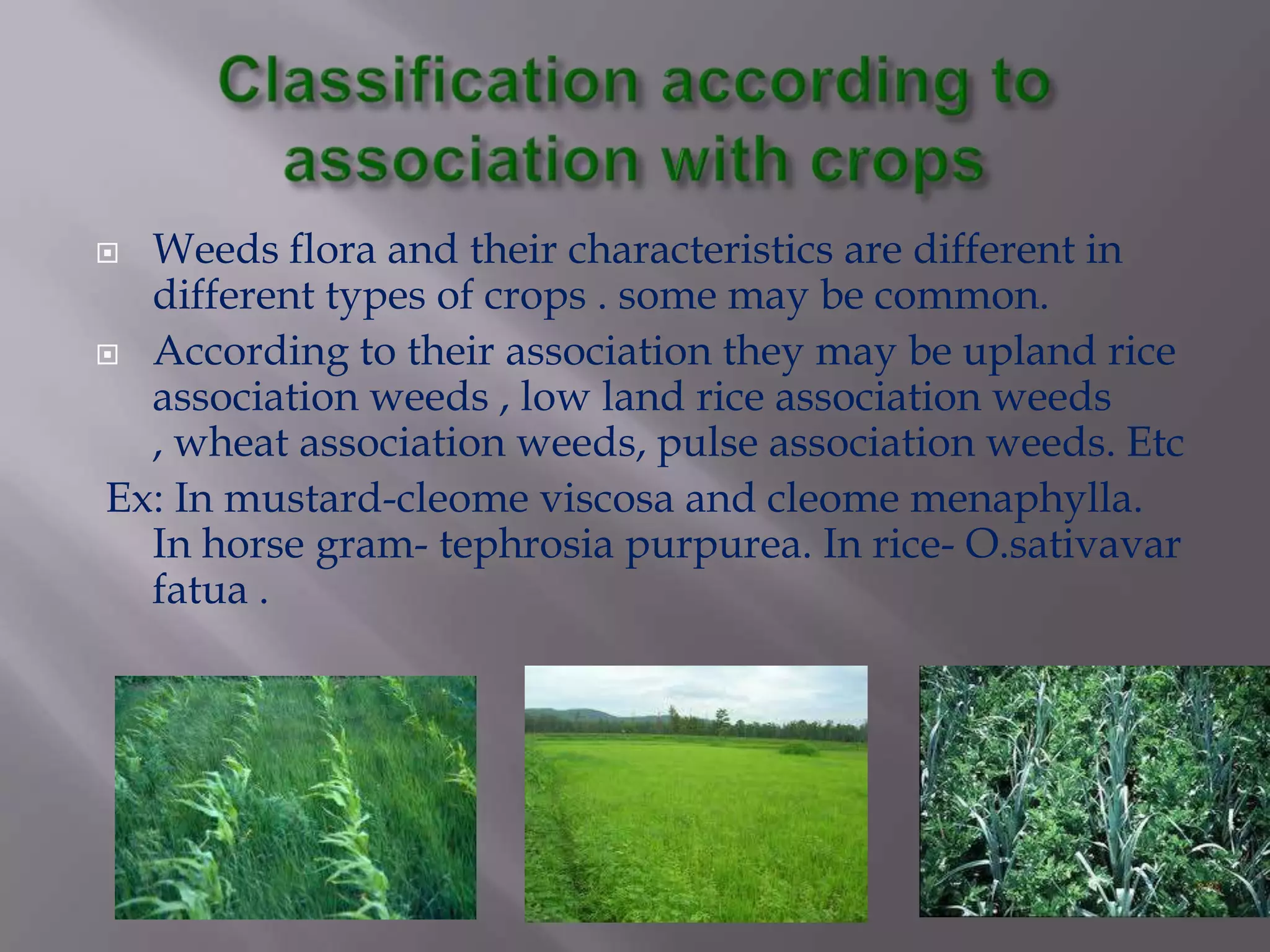 Classification of weeds. | PPTX