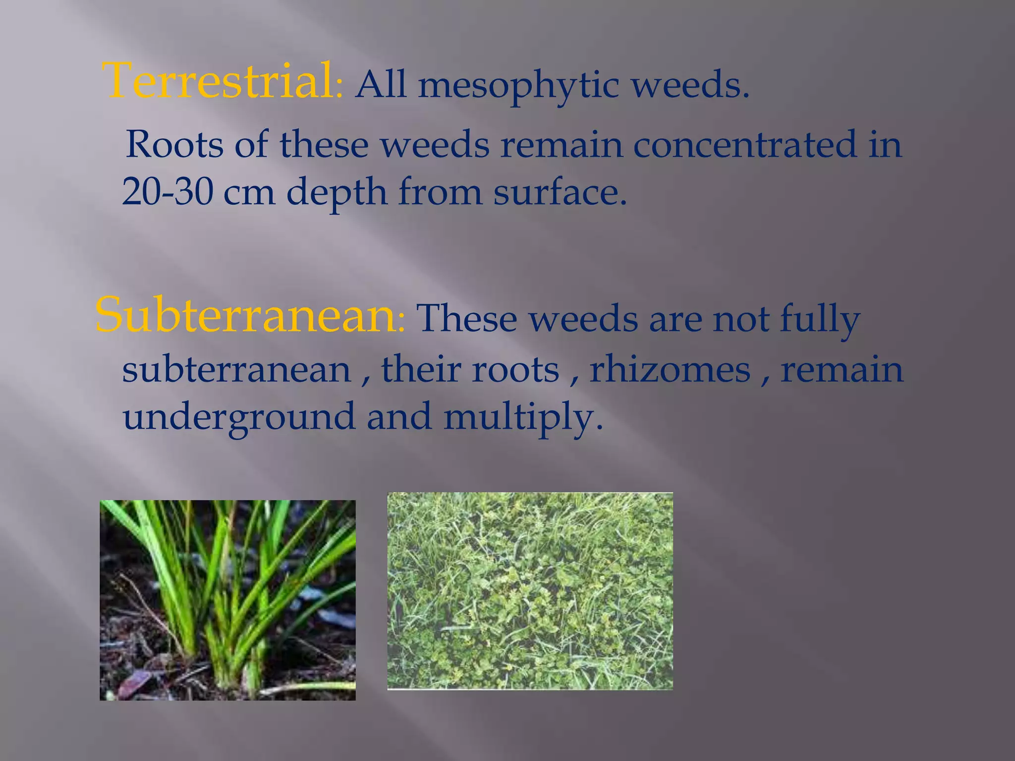 Classification of weeds. | PPT