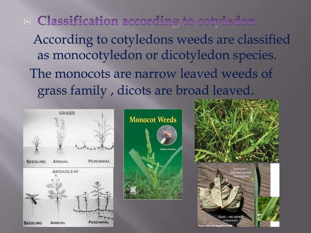 Classification of weeds. | PPT