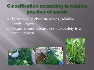 Classification of weeds. | PPT