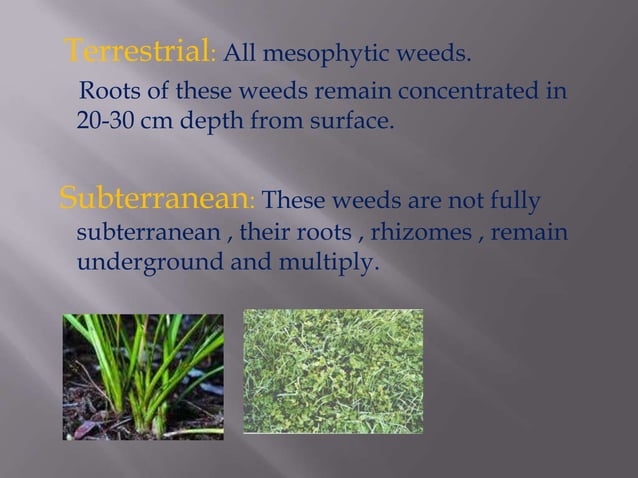 Classification of weeds. | PPT