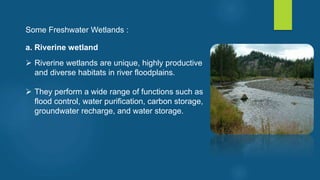 Classification of Wetlands Presentation.pptx22.pptx