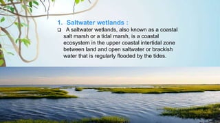 Classification of Wetlands Presentation.pptx22.pptx