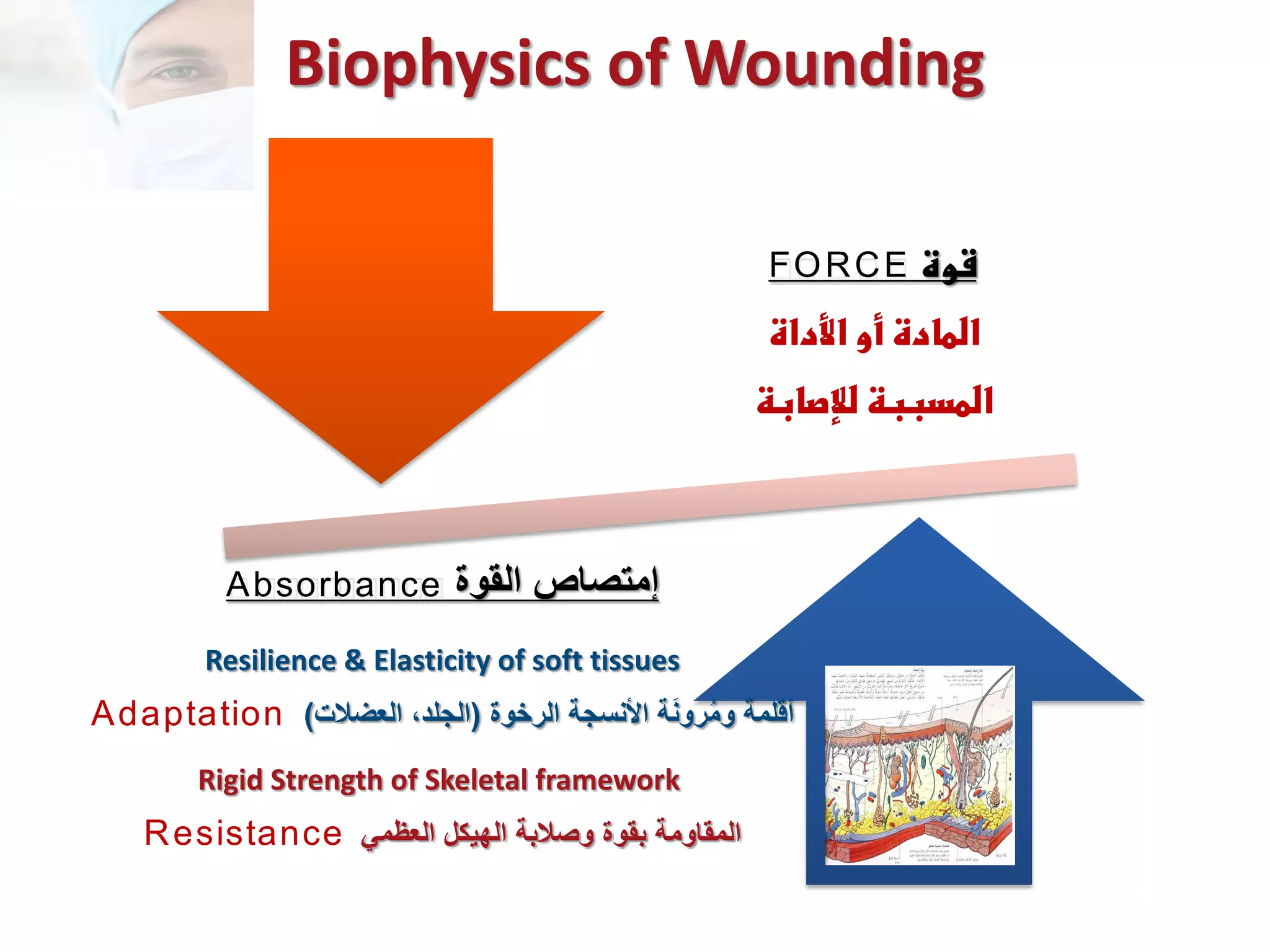 Definitions, Biophysics and Classifications of wounding | PDF ...