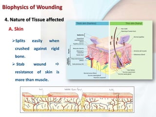 Definitions, Biophysics and Classifications of wounding | PDF