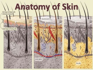 Definitions, Biophysics and Classifications of wounding | PPT
