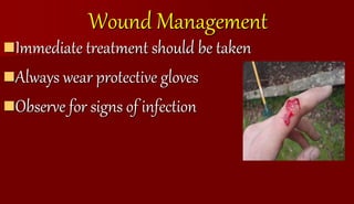 Classification of wounds | PPT | First Aid | Injuries