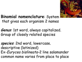 Classification part 1 for blog | PPT