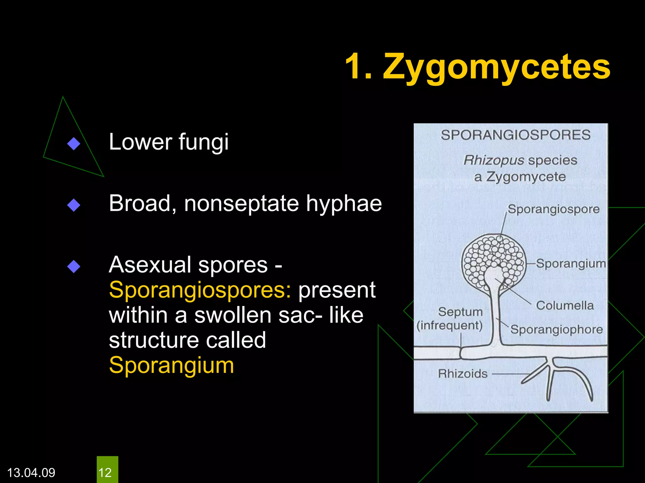 Classification & properties of fungi | PDF
