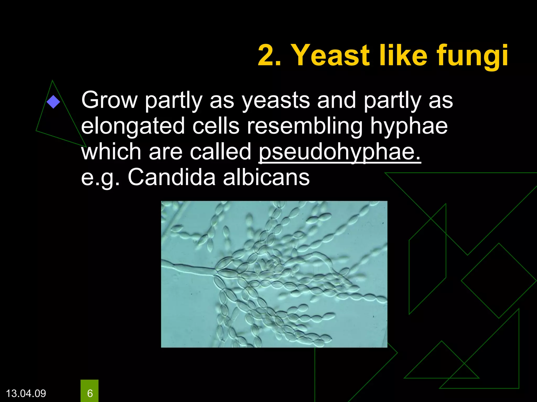 Classification & properties of fungi | PDF