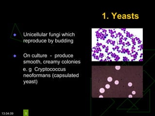 Classification & properties of fungi | PDF