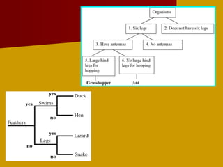 Classification prt1 | PPT | Cats | Pets