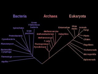 Classification seven kingdom | PPTX